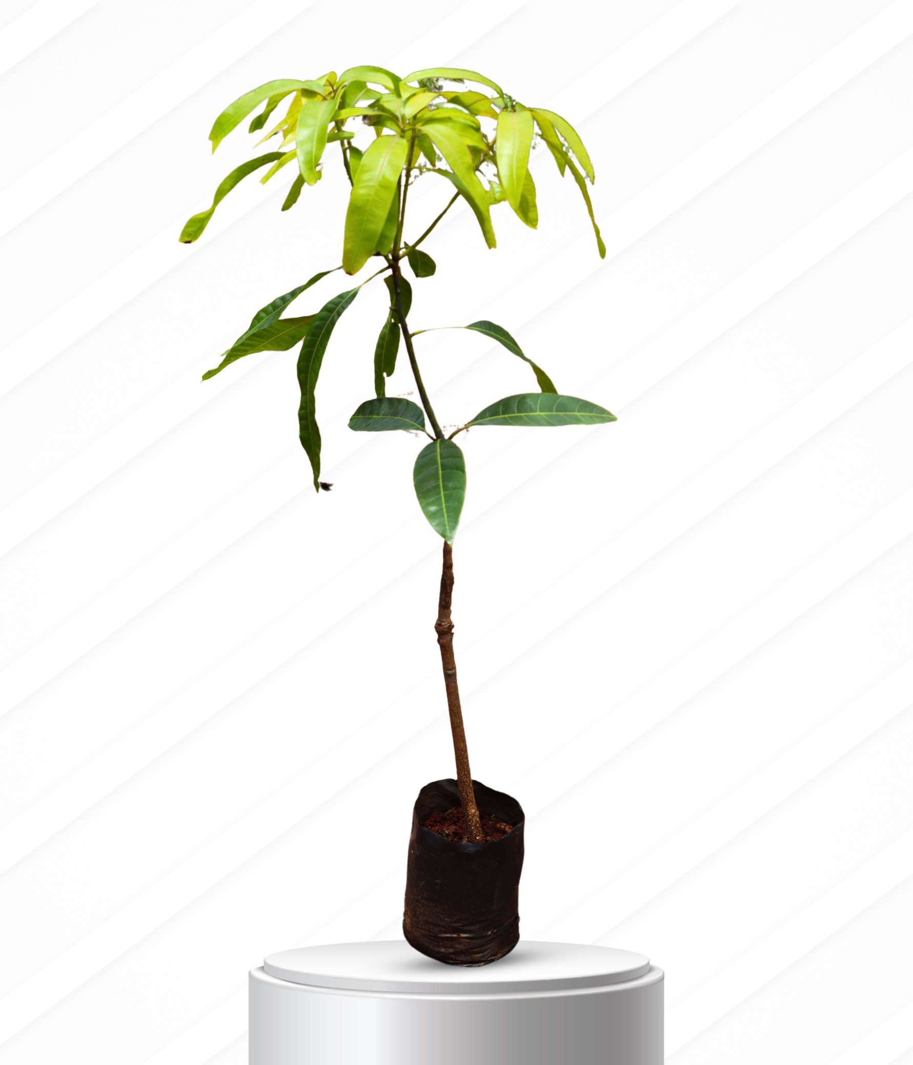 Jeerige Appemidi Mango Plant - Rarepeti