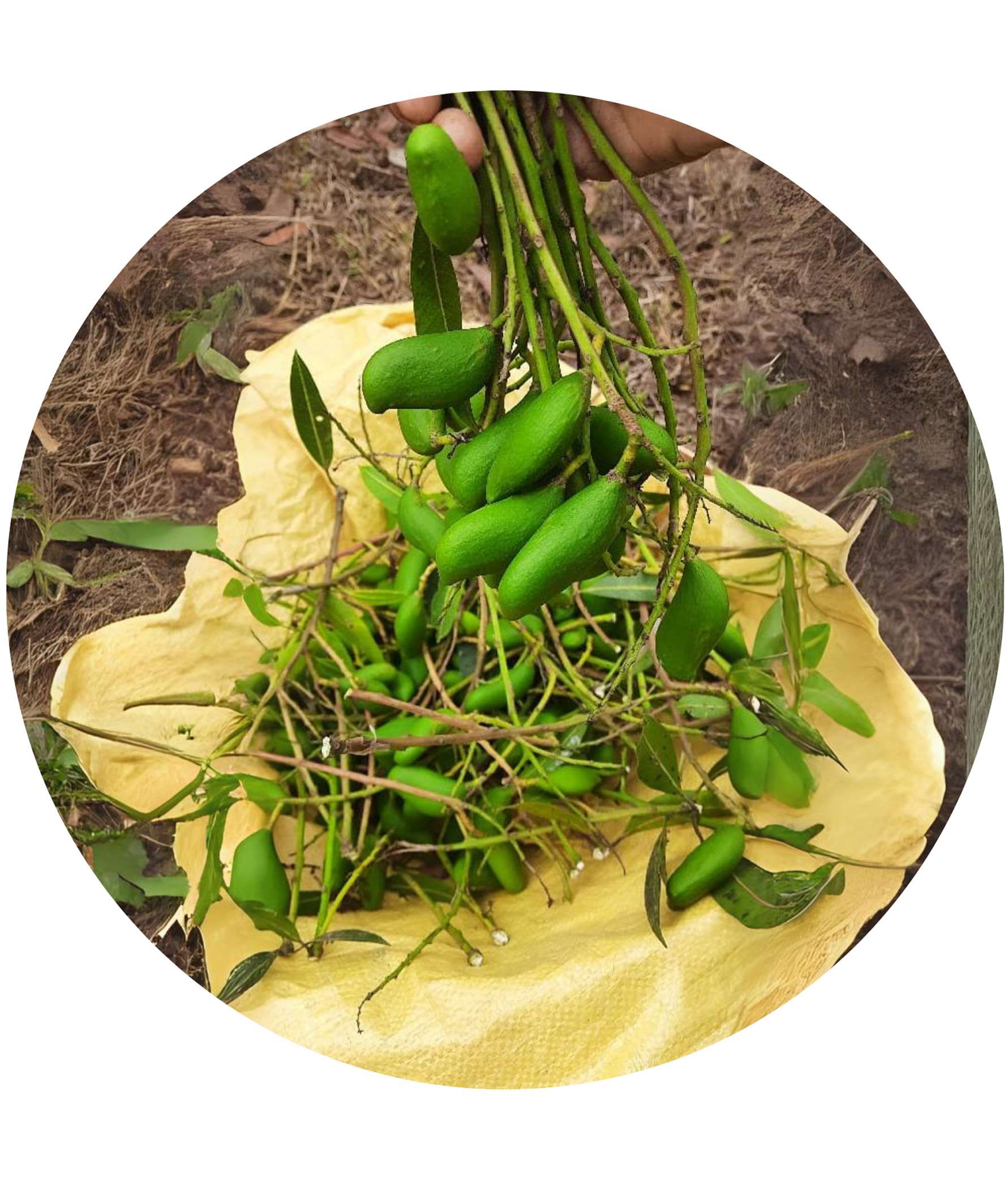 Jeerige Appemidi Mango Plant - Rarepeti