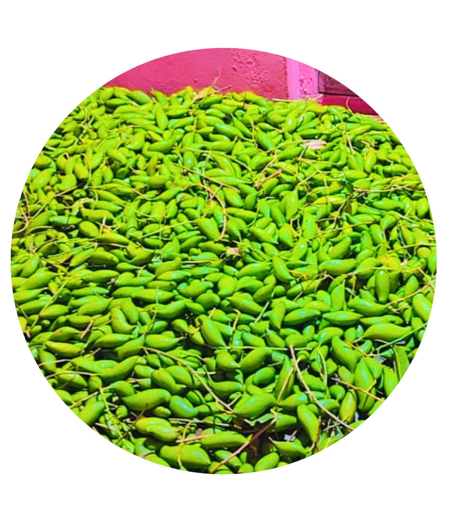 Karpoora Appemidi Mango Plant - Rarepeti